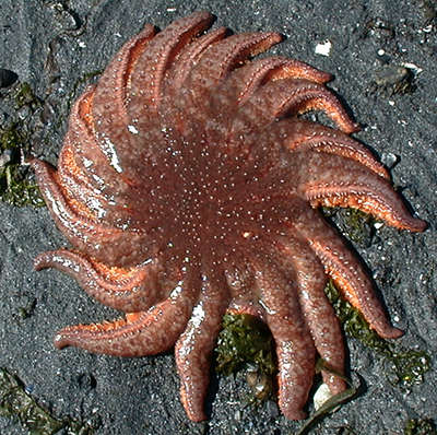 Mutant Starfish - The Geek Culture Forums